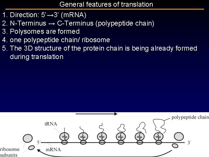 Translation III The mechanism of protein synthesis Edited