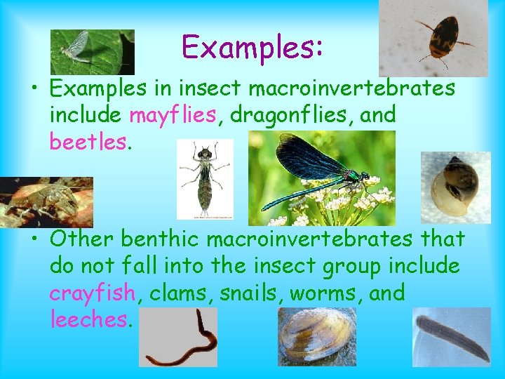Unit 8 C Notes Freshwater Habitats and Organisms