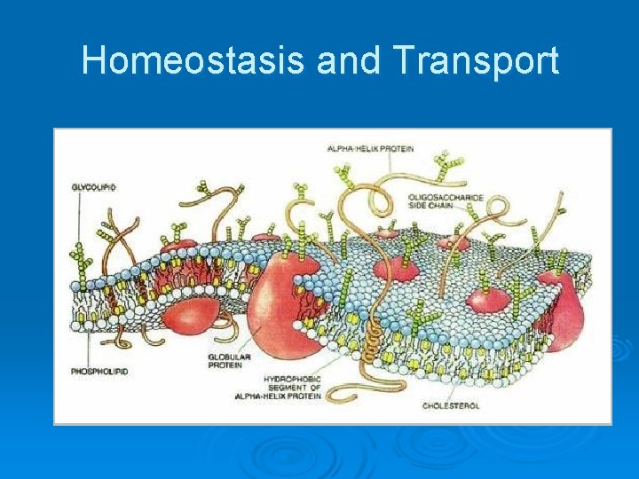 Homeostasis and Transport Passive Transport Molecules moving from