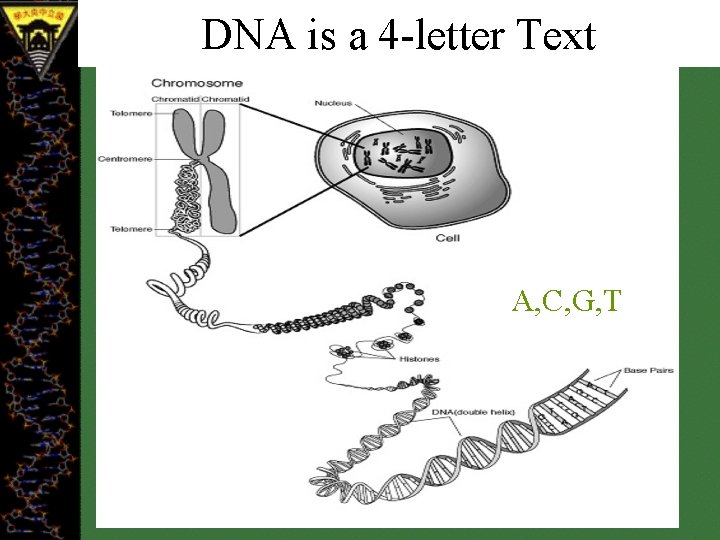 Textual Analysis of DNA Sequences and Molecular Evolution