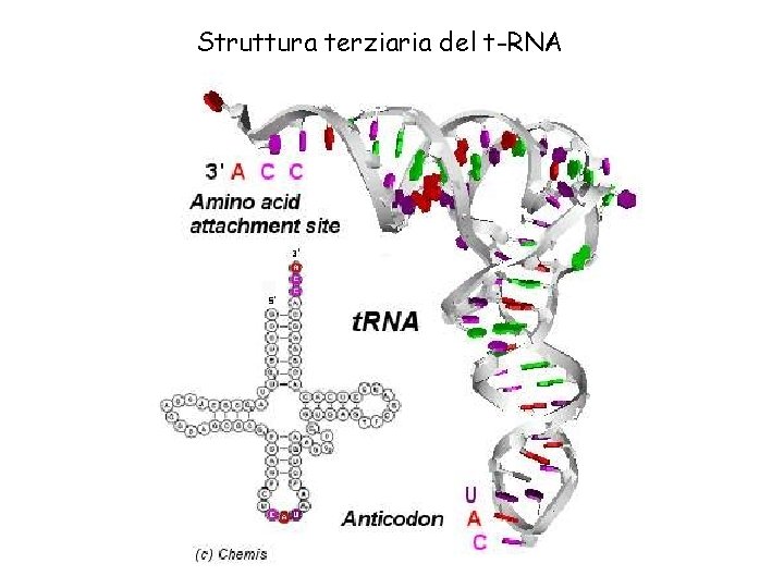LA STRUTTURA TRIDIMENSIONALE DEGLI ACIDI NUCLEICI Struttura chimica
