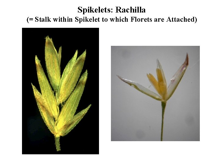 POACEAE Grasses Where are the Grass Flowers Grass