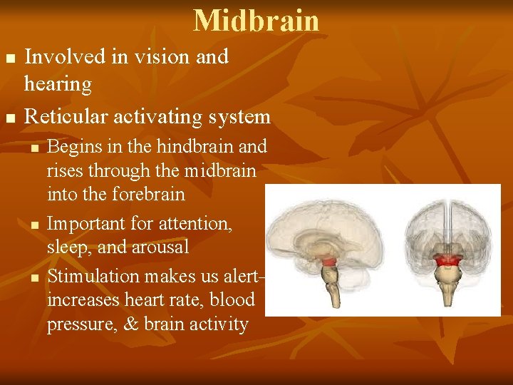 Biology and Behavior Chapter 3 The Nervous System