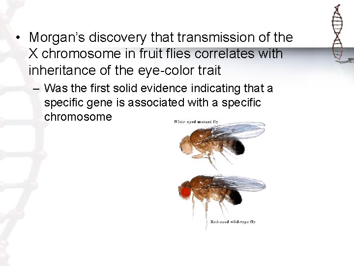 Chapter 15 The Chromosomal Basis of Inheritance Overview