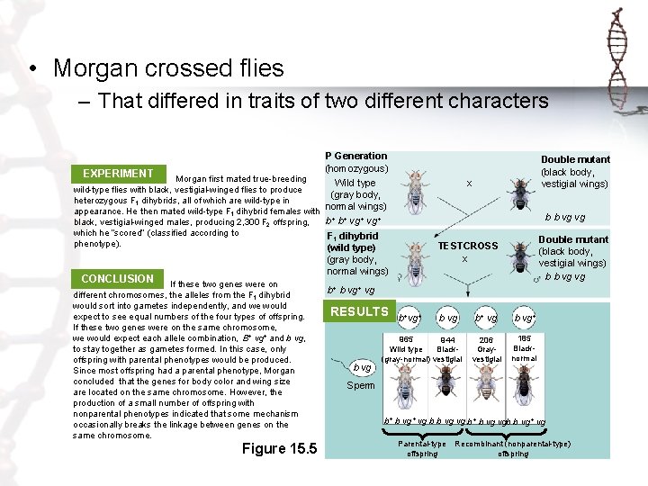 Chapter 15 The Chromosomal Basis of Inheritance Overview