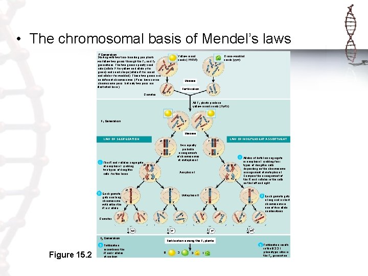 Chapter 15 The Chromosomal Basis of Inheritance Overview