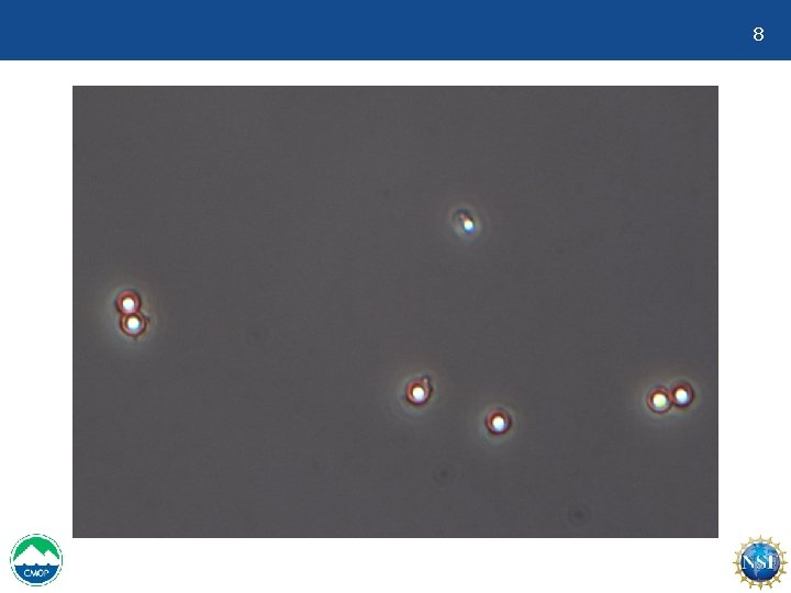 1 Isolation and Characterization of Manganese Oxidizing Bacteria