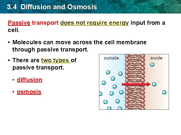 3 4 Diffusion and Osmosis Chapter 3 Part