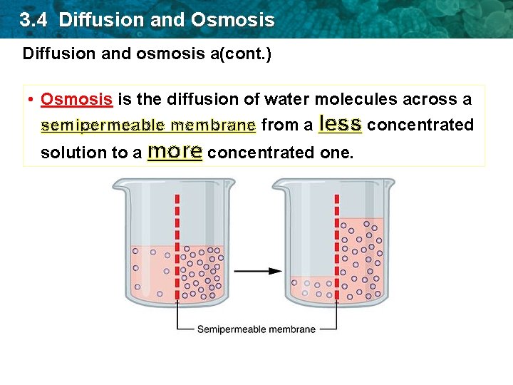 3 4 Diffusion and Osmosis Chapter 3 Part