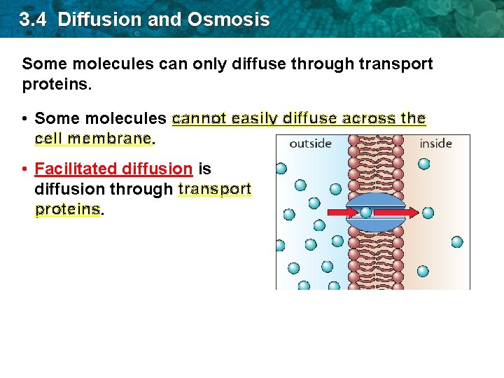 3 4 Diffusion and Osmosis Chapter 3 Part