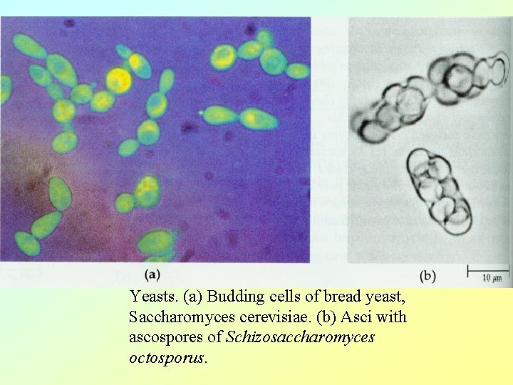 In Rhizopus stolonifer as in most other lygomycetes