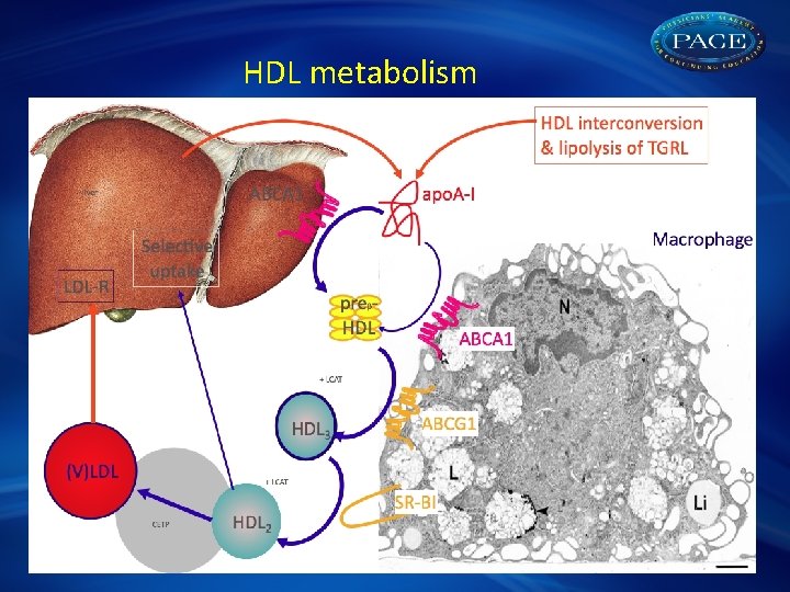 The role of HDL in atherosclerosis Prof M