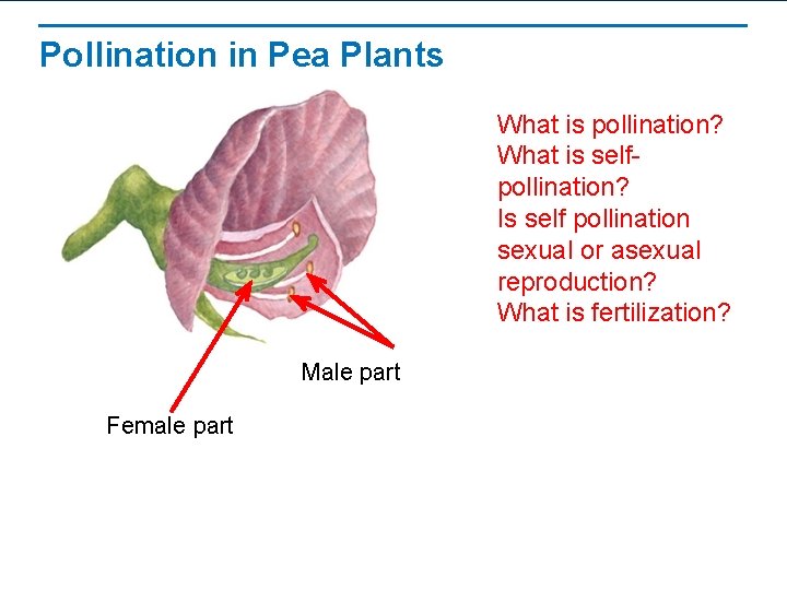 The Work of Gregor Mendel Learning Objectives Explain