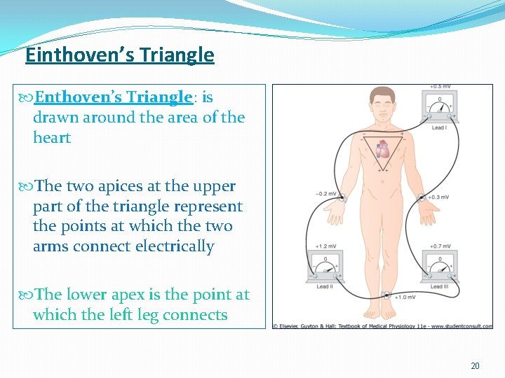Cardiovascular System Block The Electrocardiogram ECG Dr Mona