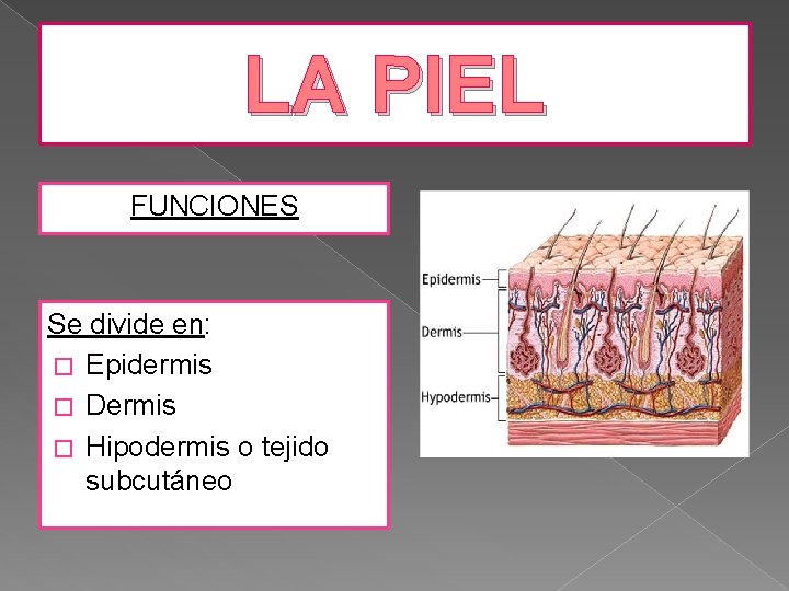 LA PIEL FUNCIONES Se divide en Epidermis Dermis