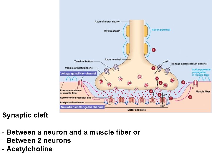 Endocrine System Lecture 1 Characters and mechanisms of