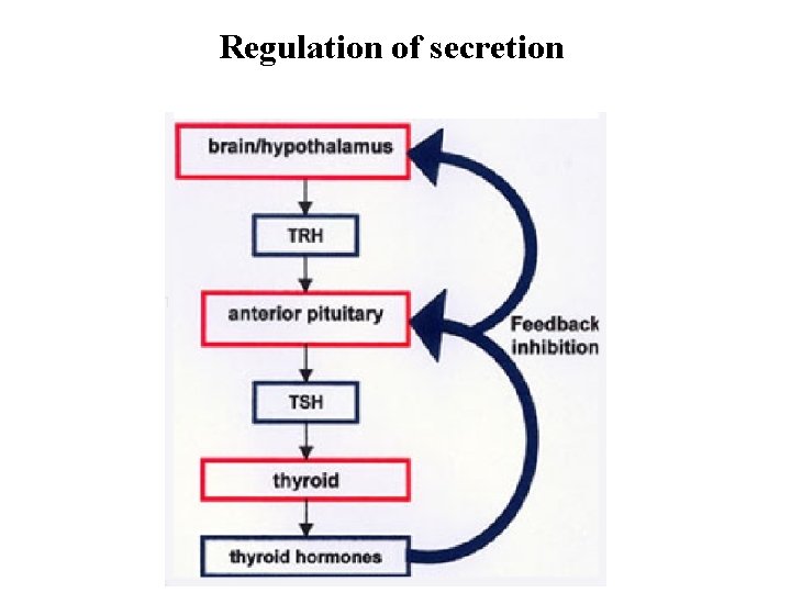 Endocrine System Lecture 1 Characters and mechanisms of
