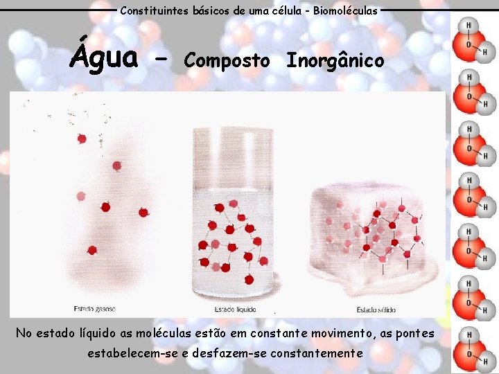 Constituintes bsicos de uma clula Biomolculas Todas as