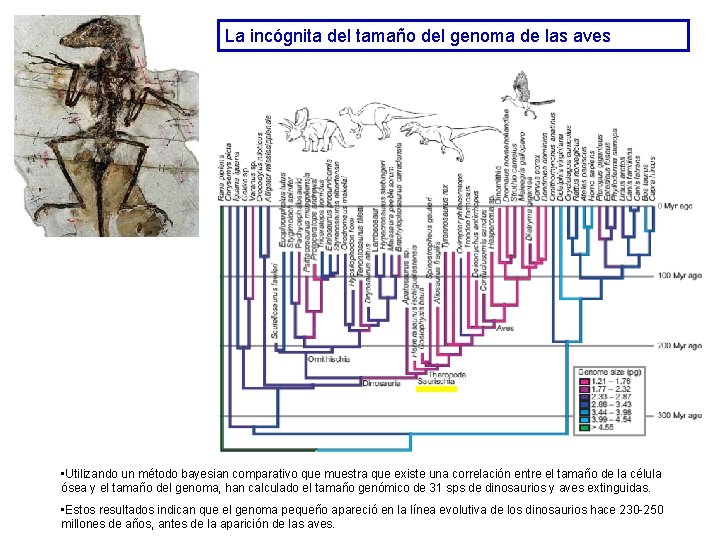El genoma de las aves Mnica Lpez Ramos
