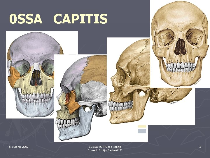 SCELETON OSSA CAPITIS 5 svibnja 2007 SCELETONOssa capitis