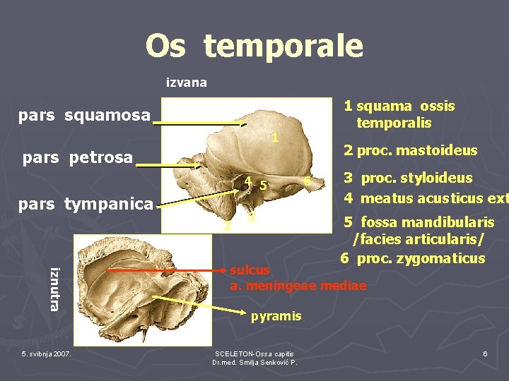 SCELETON OSSA CAPITIS 5 svibnja 2007 SCELETONOssa capitis