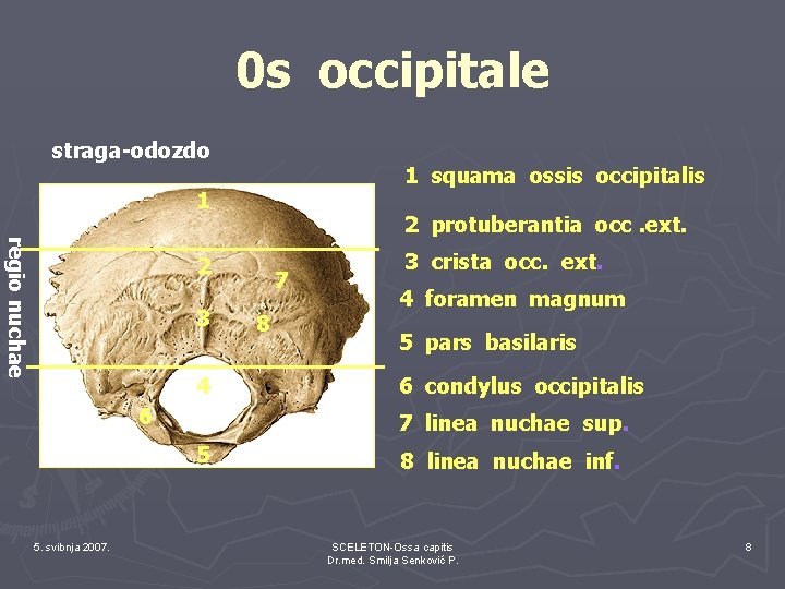 SCELETON OSSA CAPITIS 5 svibnja 2007 SCELETONOssa capitis