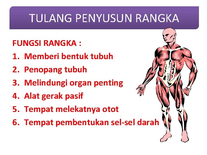 SISTEM GERAK SISTEM GERAK MANUSIA TULANG SENDI OTOT