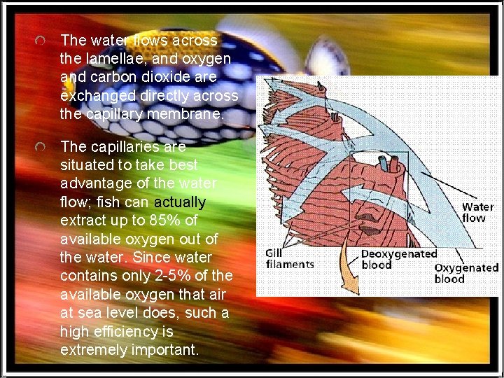 Fish Respiratory System Hanif Dhanang Introduction and facts