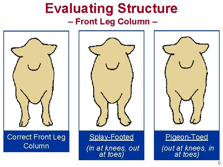 Study Guide for Judging Beef Heifers 1 Keys
