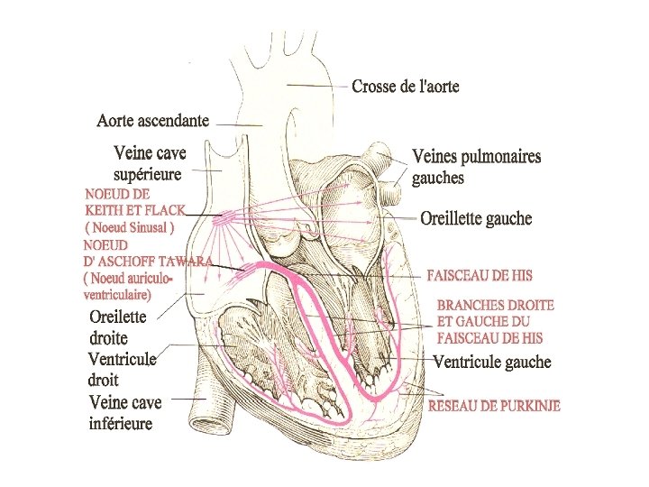 ELECTROPHYSIOLOGIE CARDIAQUE Pr Zakaria Bazid I PHENOMENES ELECTRIQUES