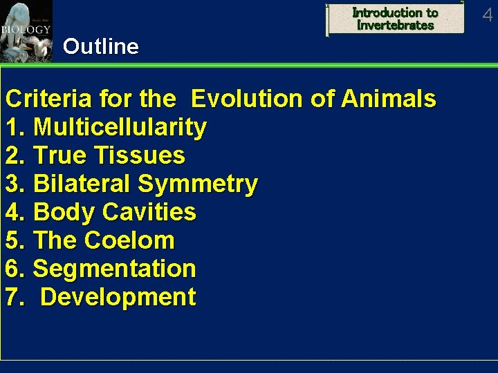 29 Introduction Chapter to Invertebrates Introduction to Invertebrates