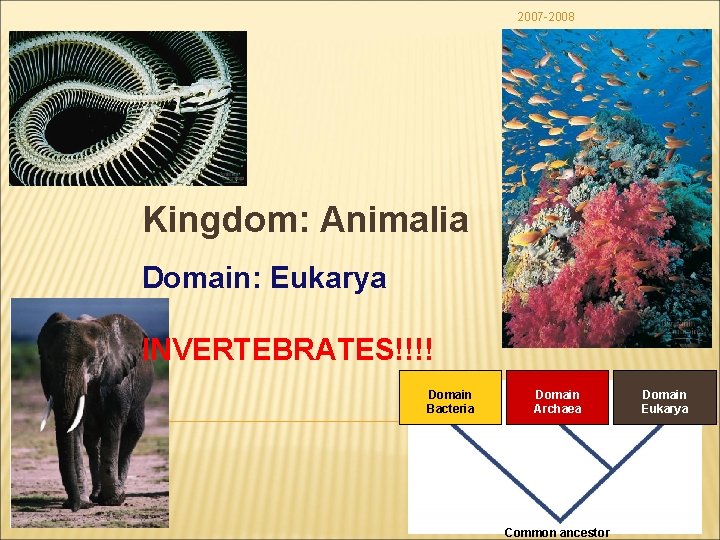 2007 2008 Kingdom Animalia Domain Eukarya INVERTEBRATES Domain