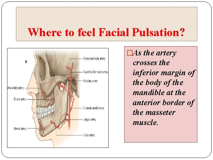Clinical Anatomy of the Face DR JAMILA EL