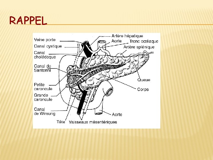 PATHOLOGIE DU PANCRAS Pr L BEDDAR INTRODUCTION La