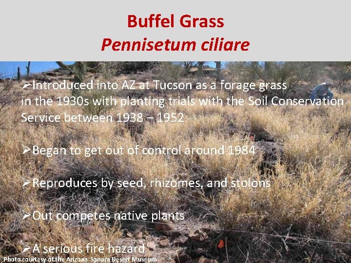 Invasive Horticultural Species This presentation covers a few