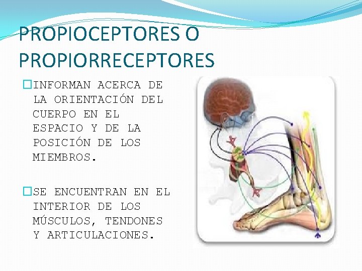 FUNCIONES SENSORIALES DEL SN Y RECEPTORES ORGANOS SENSORIALES