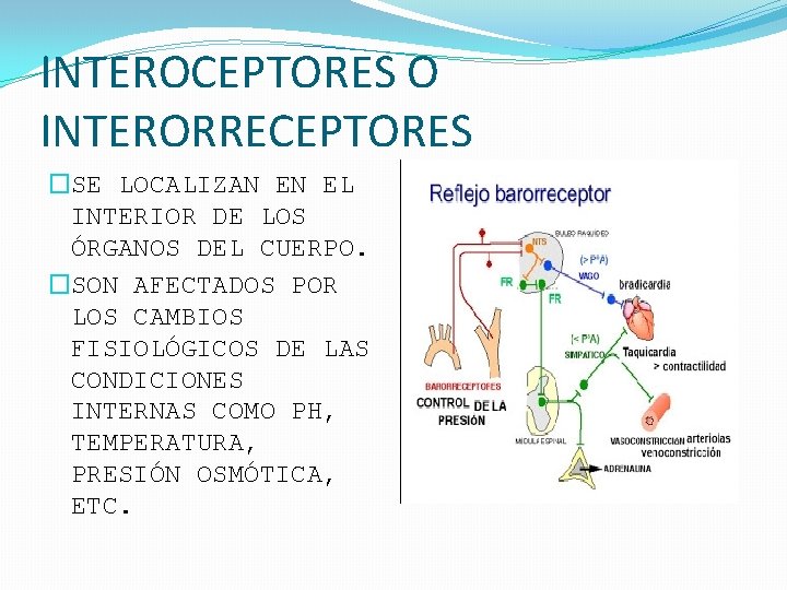 FUNCIONES SENSORIALES DEL SN Y RECEPTORES ORGANOS SENSORIALES