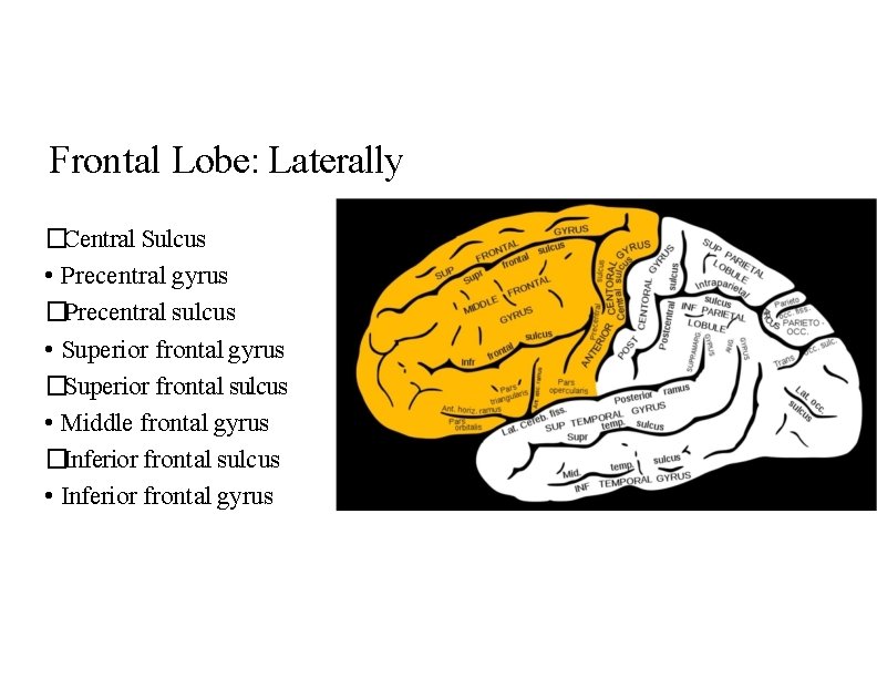 Cerebral Cortex Lecture Objectives Describe the organization of