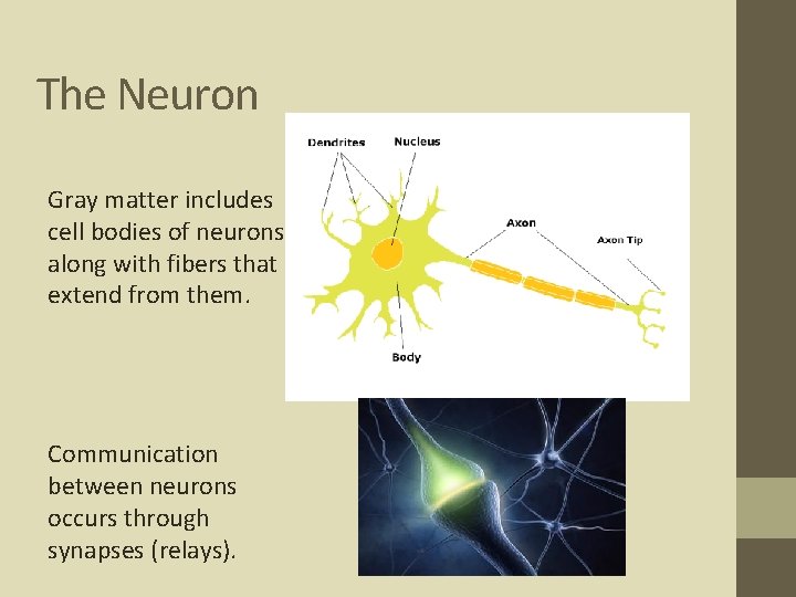 Adolescent Brain Development Part 1 By Lori Hoisington