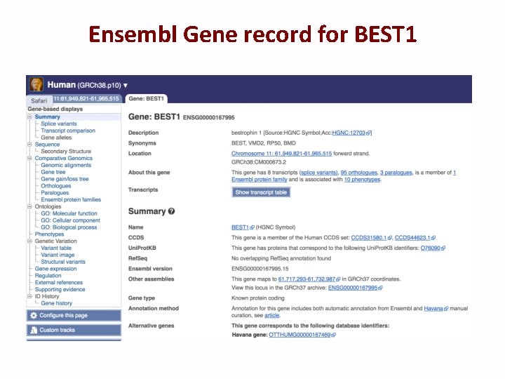 Gene Annotation Gene Ontology May 28 2020 Gene