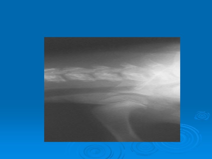 Small Animal Forelimb Ch 13 Scapula Two methods