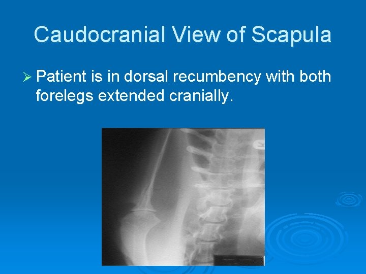 Small Animal Forelimb Ch 13 Scapula Two methods