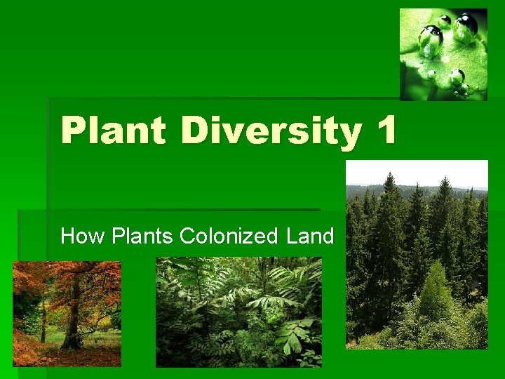 Plant Diversity 1 How Plants Colonized Land From