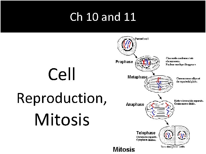 Ch 10 and 11 Cell Reproduction Mitosis Limits