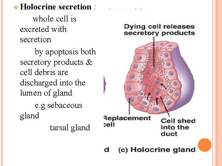 GLANDULAR EPITHELIUM GLANDULAR EPITHELIUM Gland is composed of