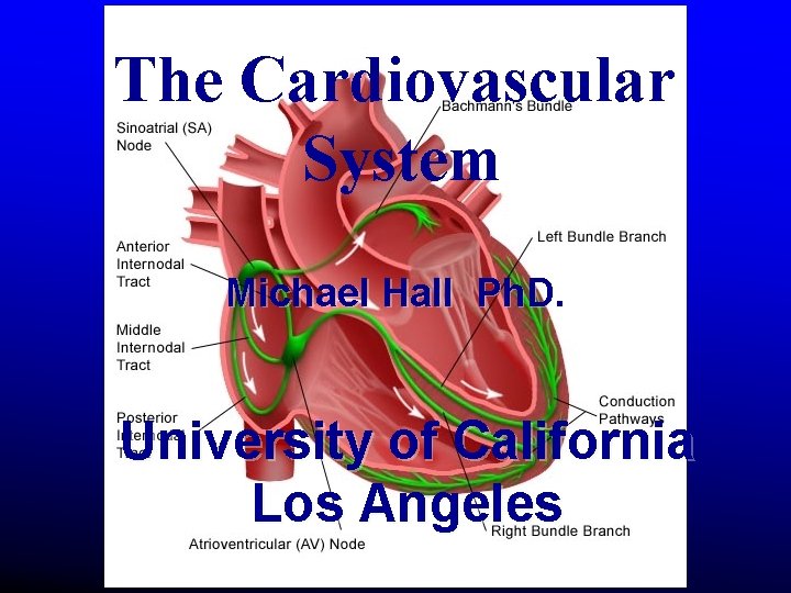 The Cardiovascular System Michael Hall Ph D University