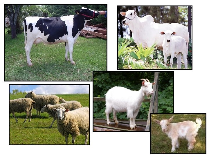 Nutrio de Bovinos O que um animal ruminante