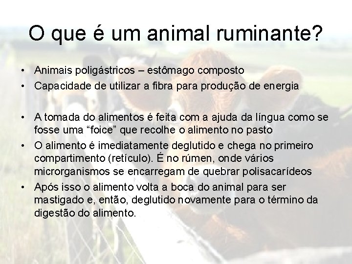 Nutrio de Bovinos O que um animal ruminante