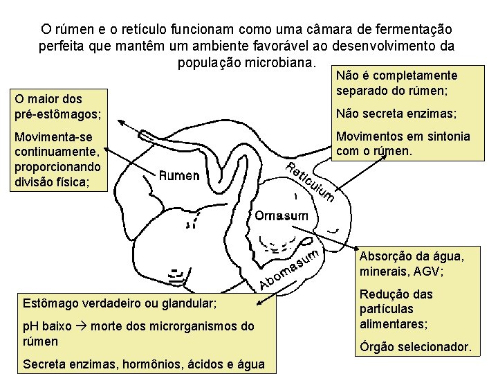 Nutrio de Bovinos O que um animal ruminante