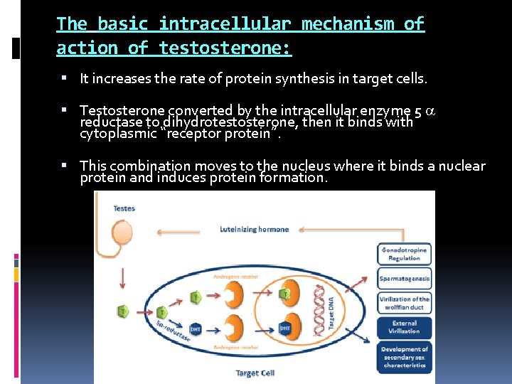 LECTURE 5 PHYSIOLOGY OF ANDROGENS AND CONTROL OF
